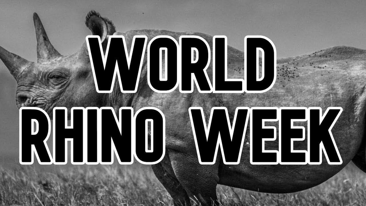 World Rhino Week