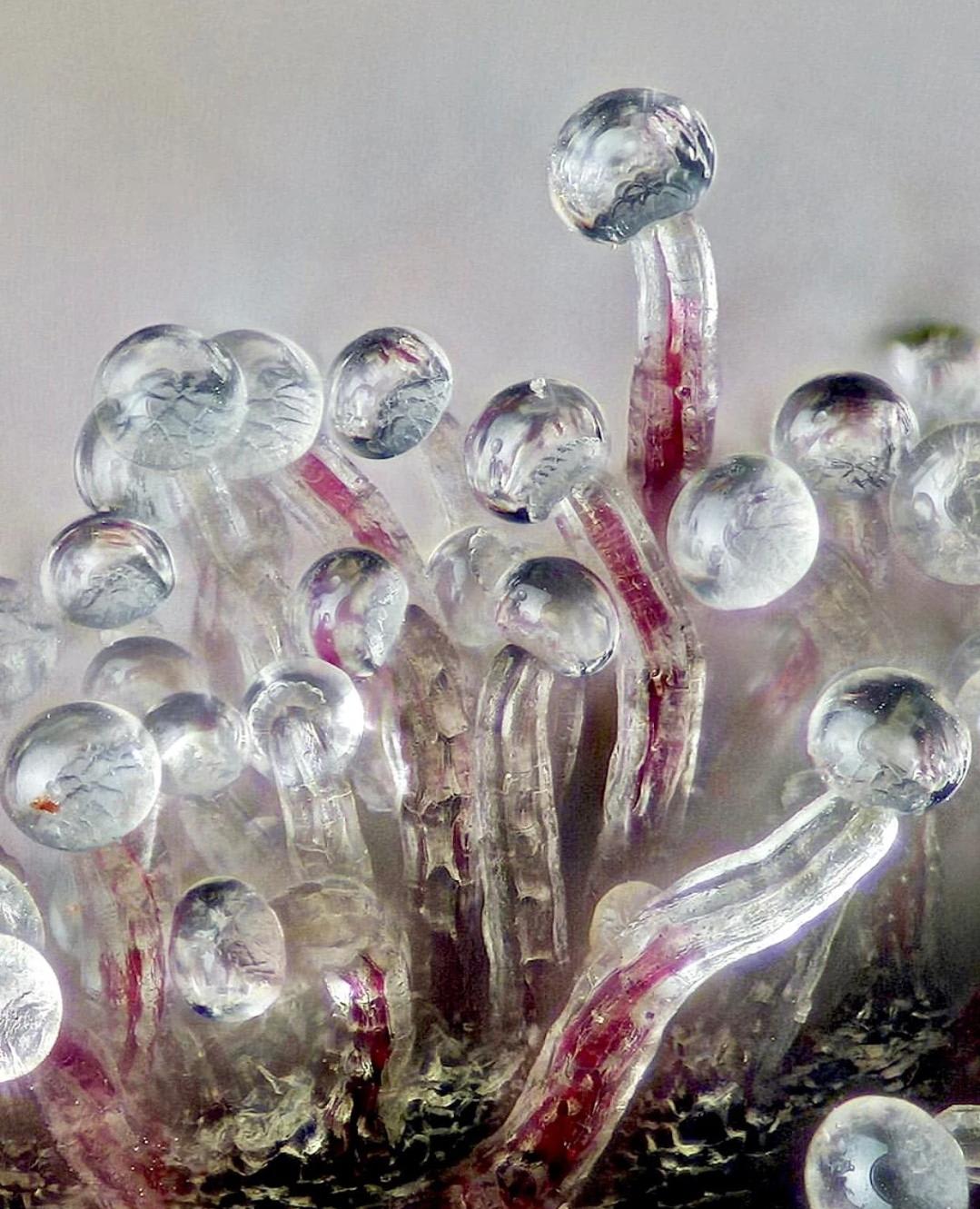 Cannabis Trichomes under microscope