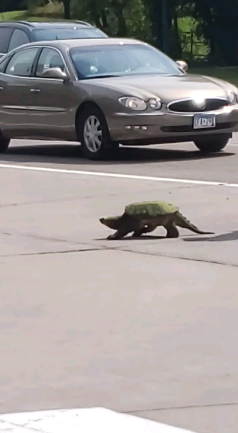 Man helps snapping turtle safely cross the road
