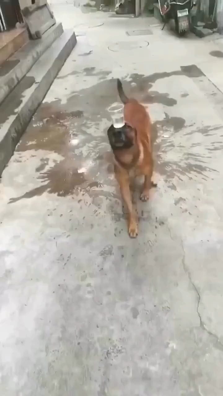 Dog balancing a cup of water after multiple attempts, let me know. Can ...