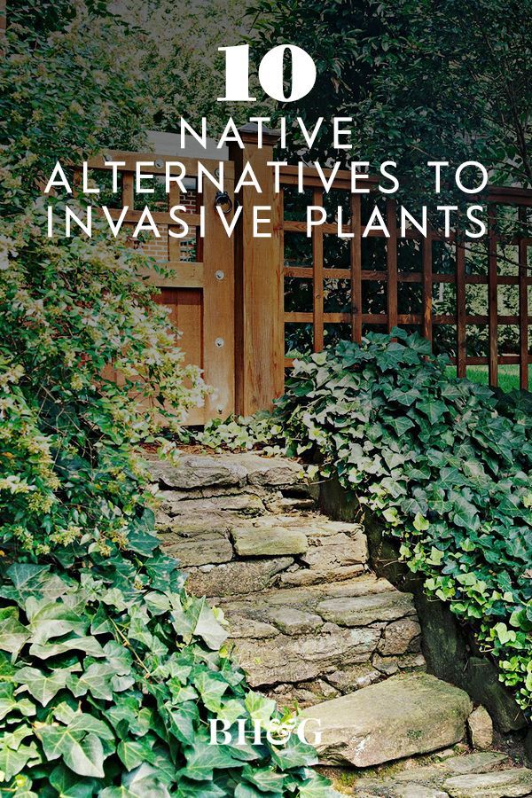 10 Invasive Plants You Probably Have in Your Garden and What to Plant ...