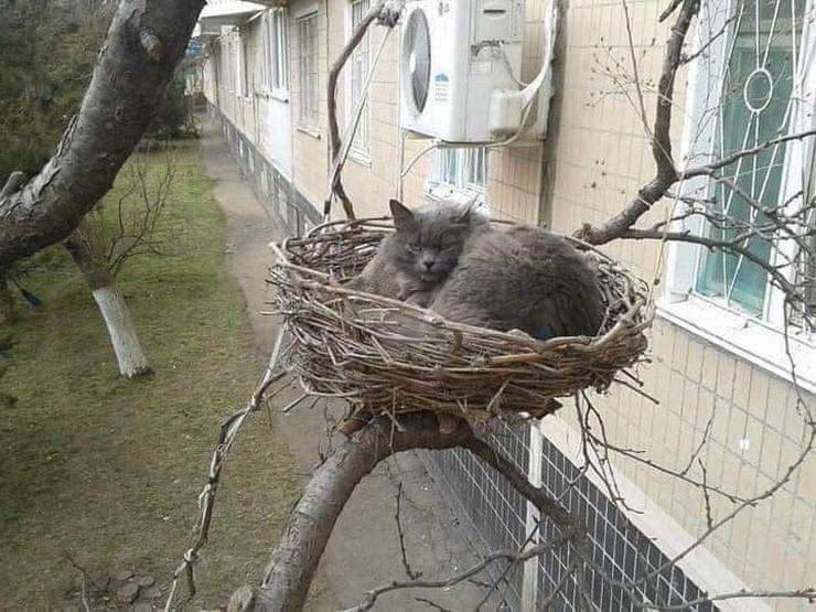 What Kind Of Bird Is This what-kind-of-bird-is-this