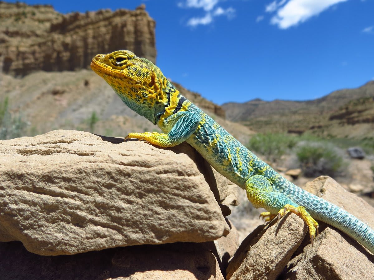 Move over amphibians. Clear the stage mammals. Reptiles are taking the ...