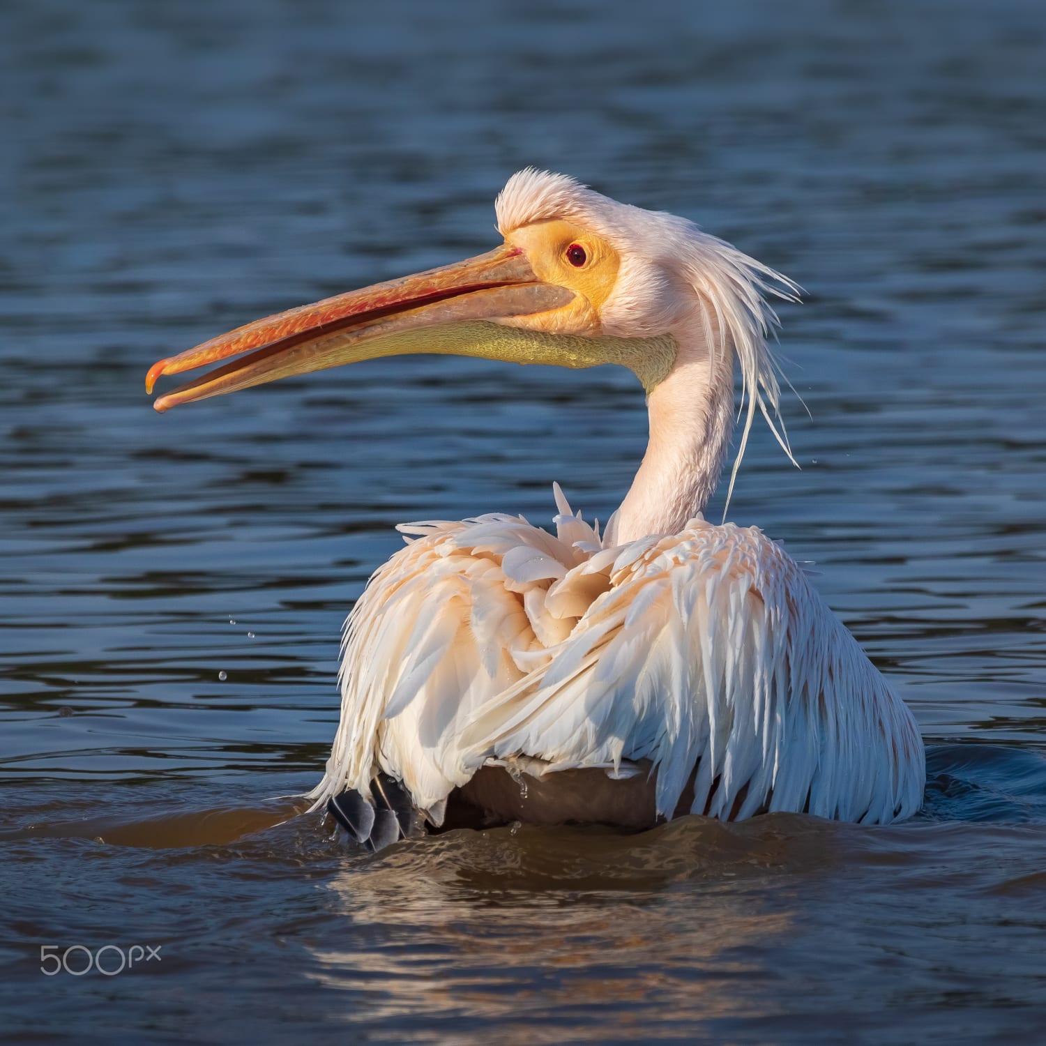 Great White Pelican