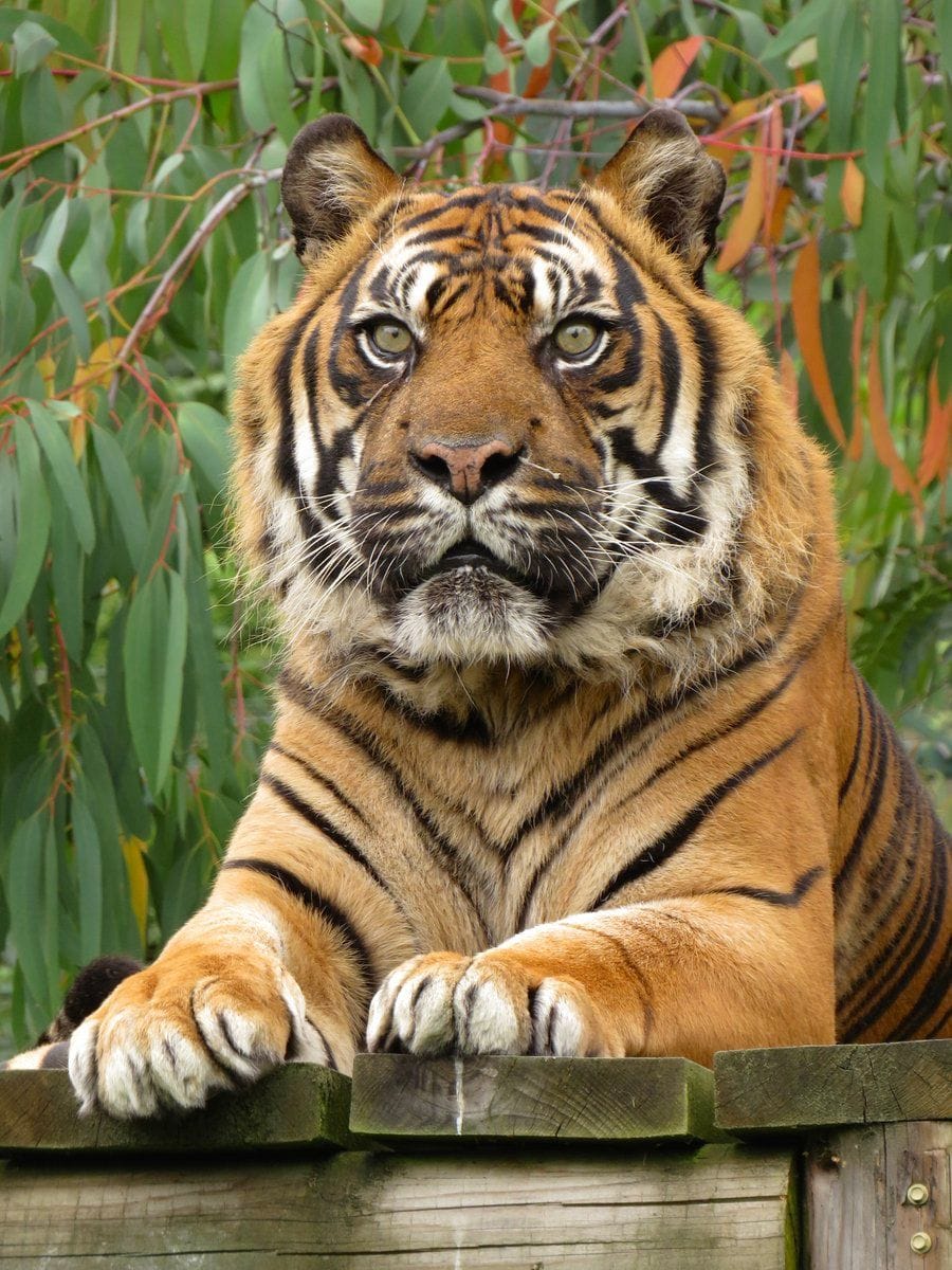 Nias, our Sumatran tiger is absolutely gorgeous! Did you know, Sumatran ...
