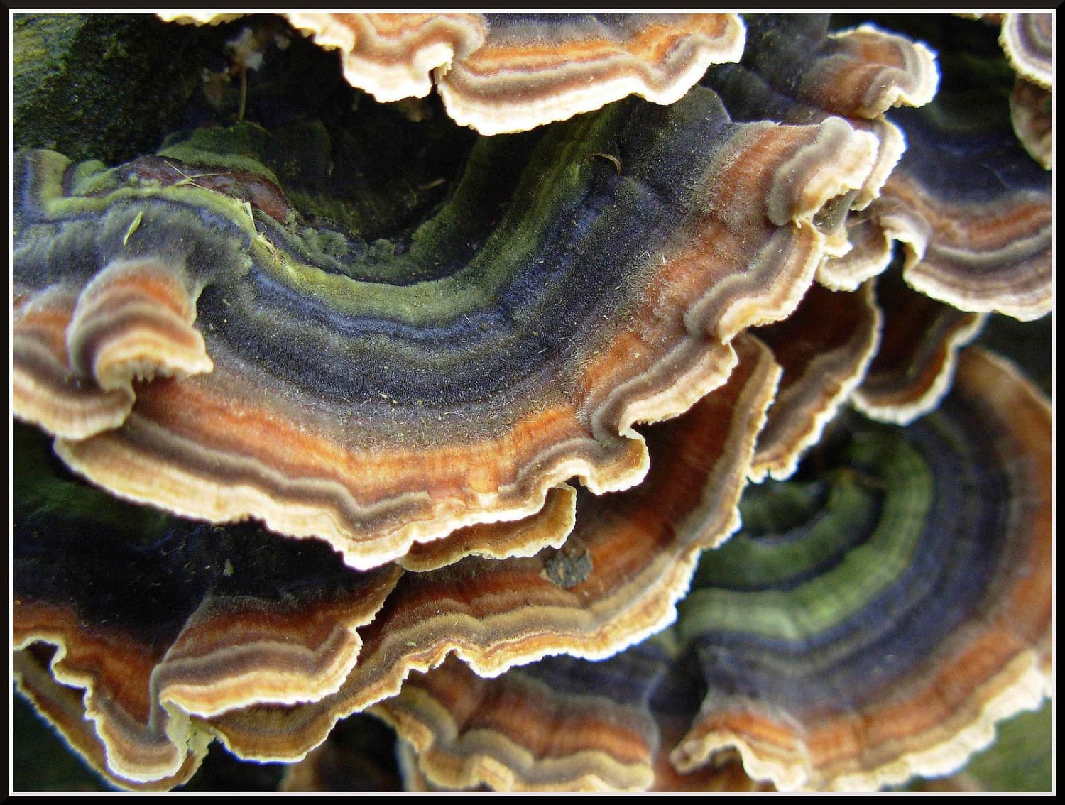 Bracket Fungi