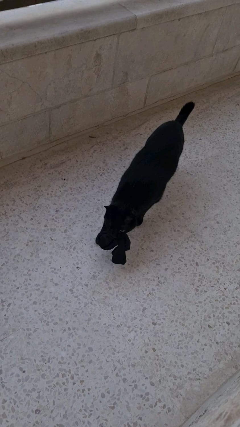 Cosmo likes to steal socks for me as "gifts". This is his sock ...