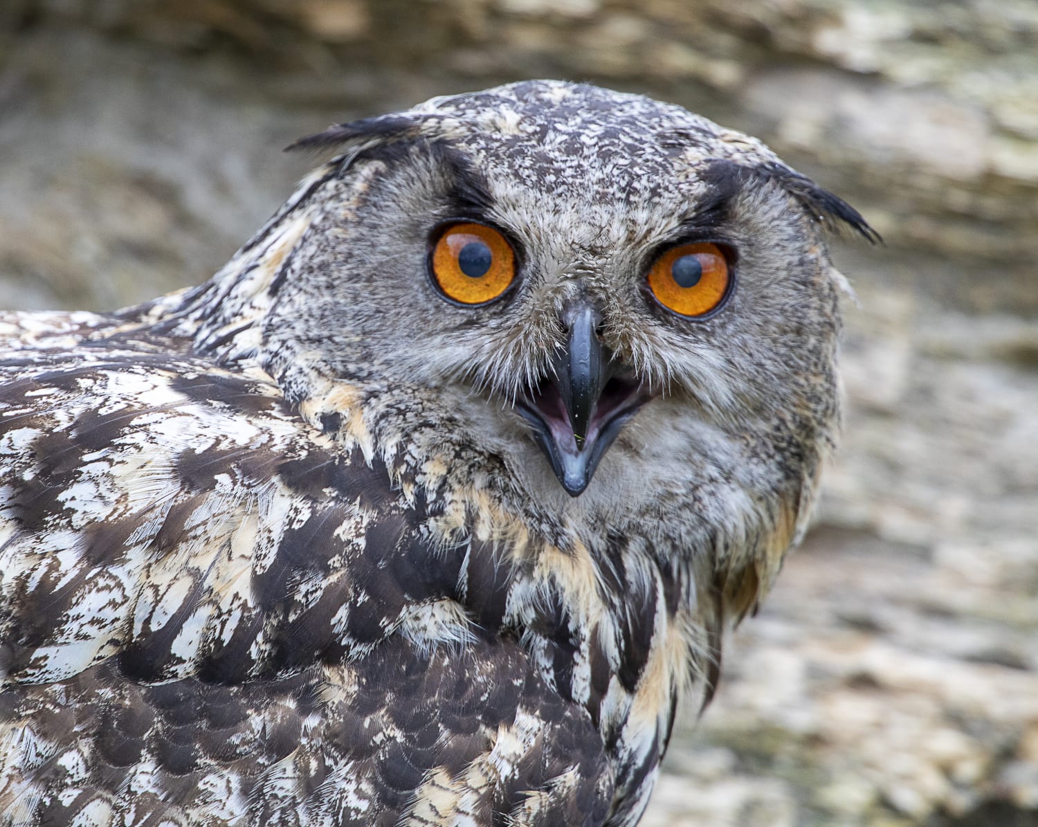 Eagle owl