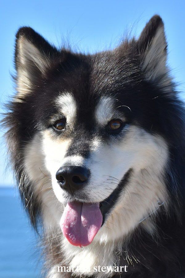 A Visual Guide to Some of the Most Popular Types of Husky Mixes