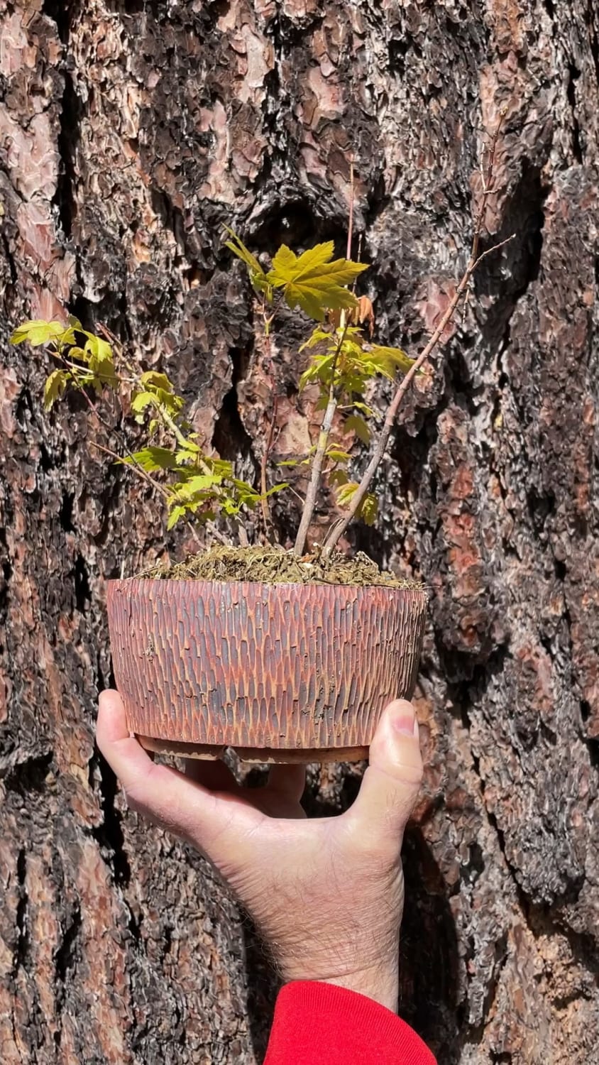Small vine maple clump I collected high in the Cascades last year ...