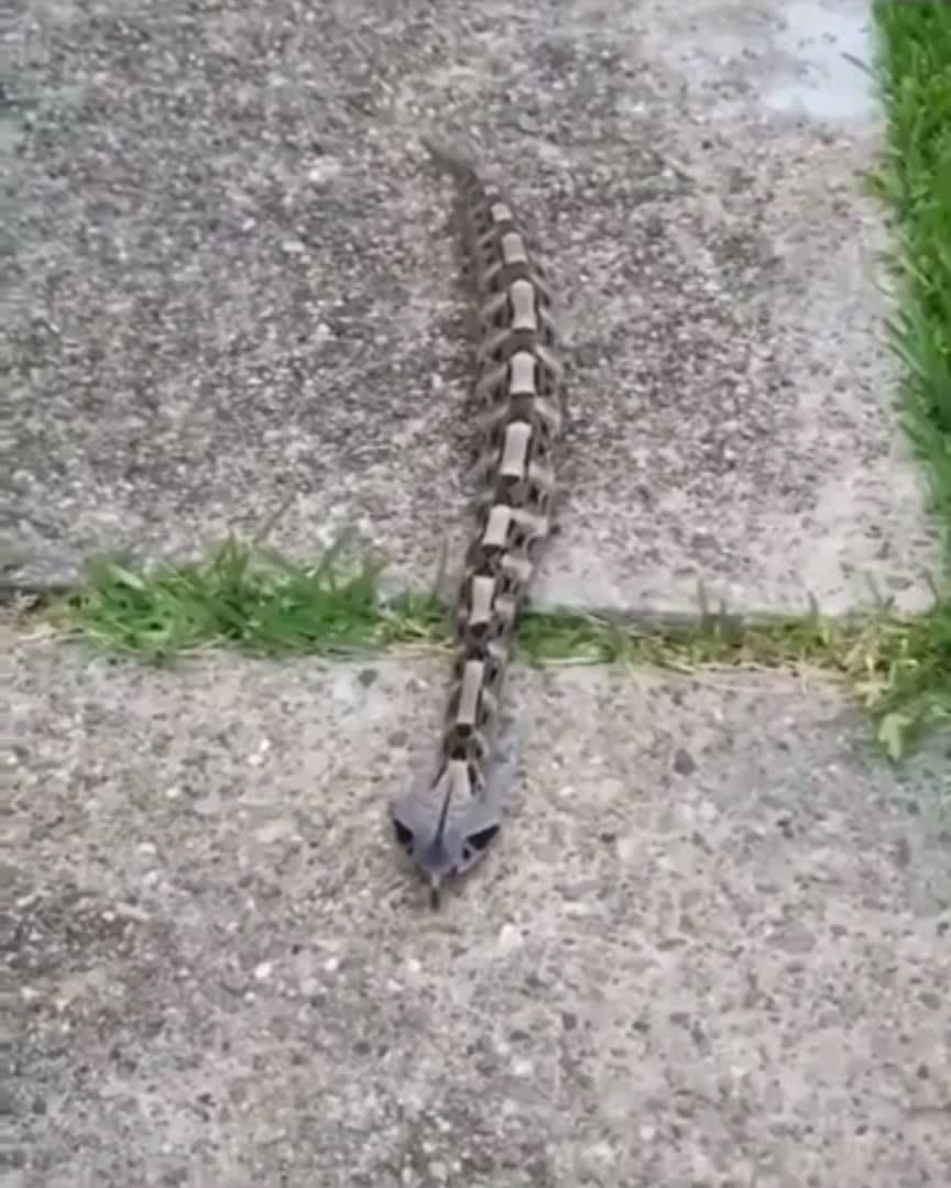 This is a real Gaboon viper. These vipers are one of the few snakes ...