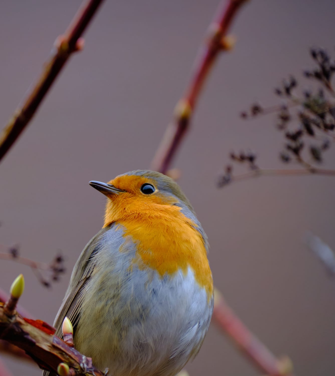 European Robin