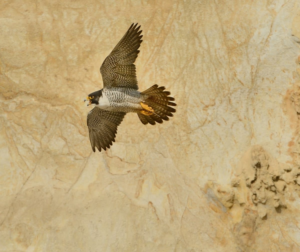 The peregrine falcon is one of nature's swiftest and most beautiful ...