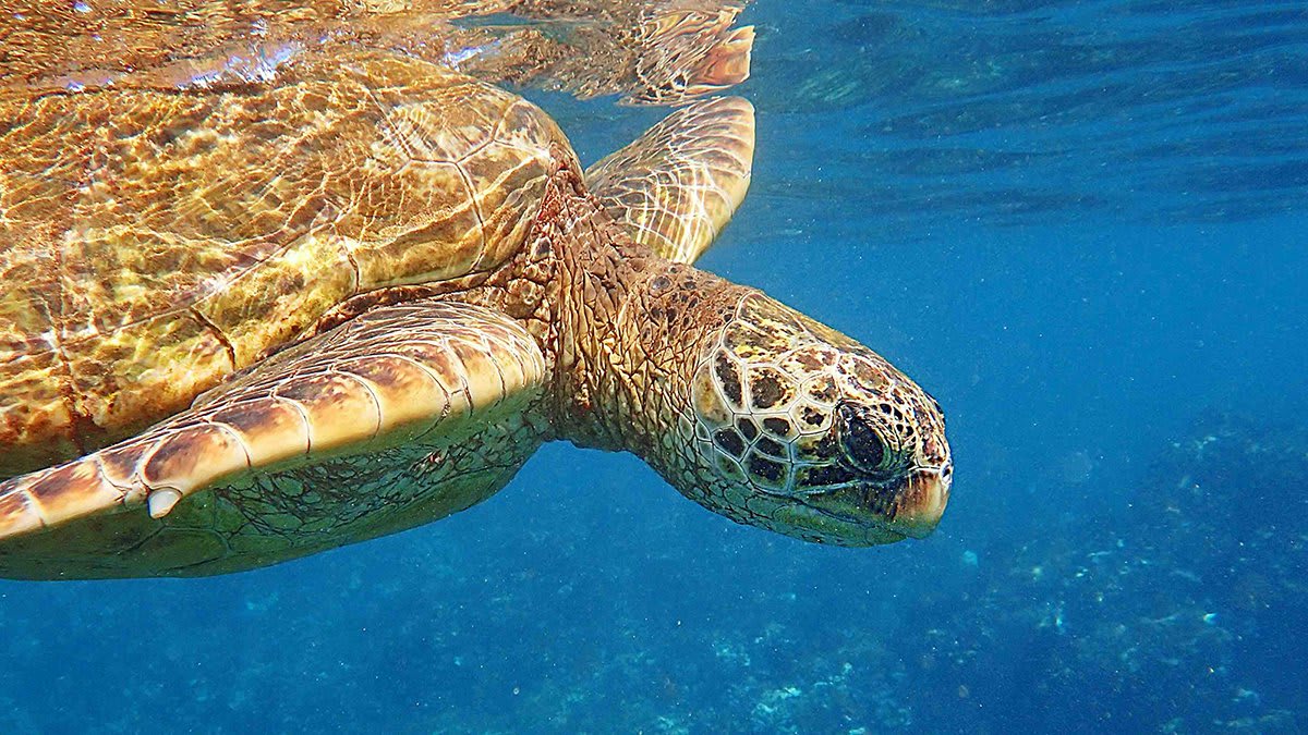 It’s astonishing enough that a sea turtle can navigate across thousands ...