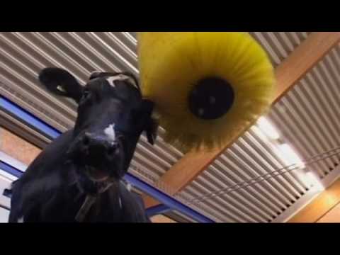 Cow Wash -Its kind of like my favorite video EVER of the turtle dancing ...