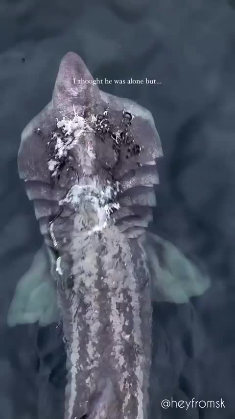 Aerial view of a group of Basking Sharks, a relatively rare sighting as ...