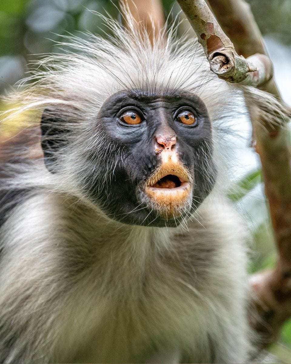 📸 : Golero 📍: Zanzibar Rainforest Caption this! The red colobus monkey ...
