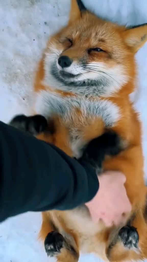 Just another fox