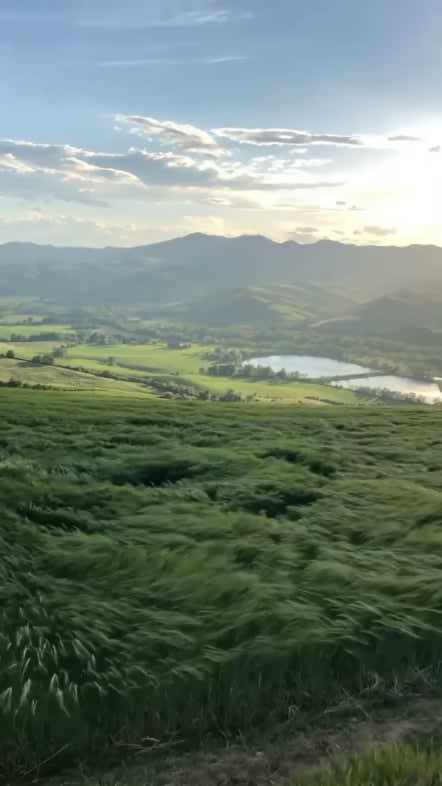 Grass waves due to wind.
