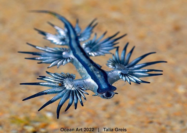 glaucus atlanticus as pet