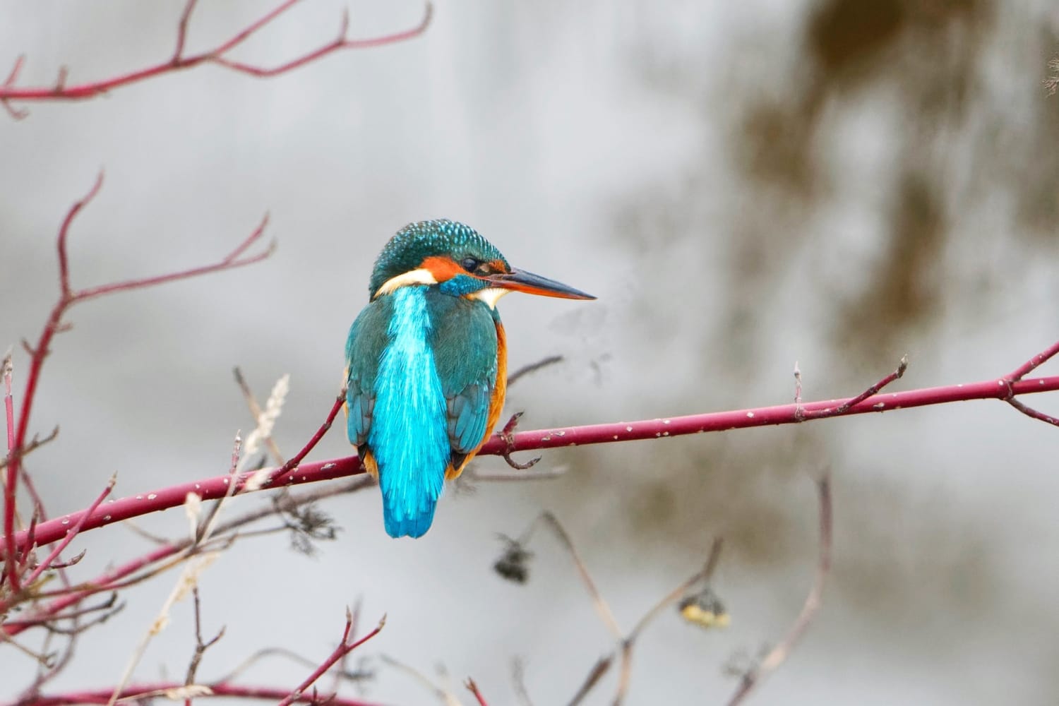 Kingfisher (Alcedo Attis)