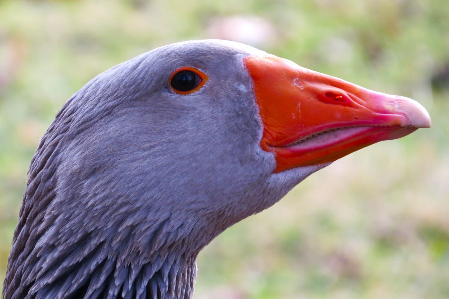 Gray goose head portrait ()