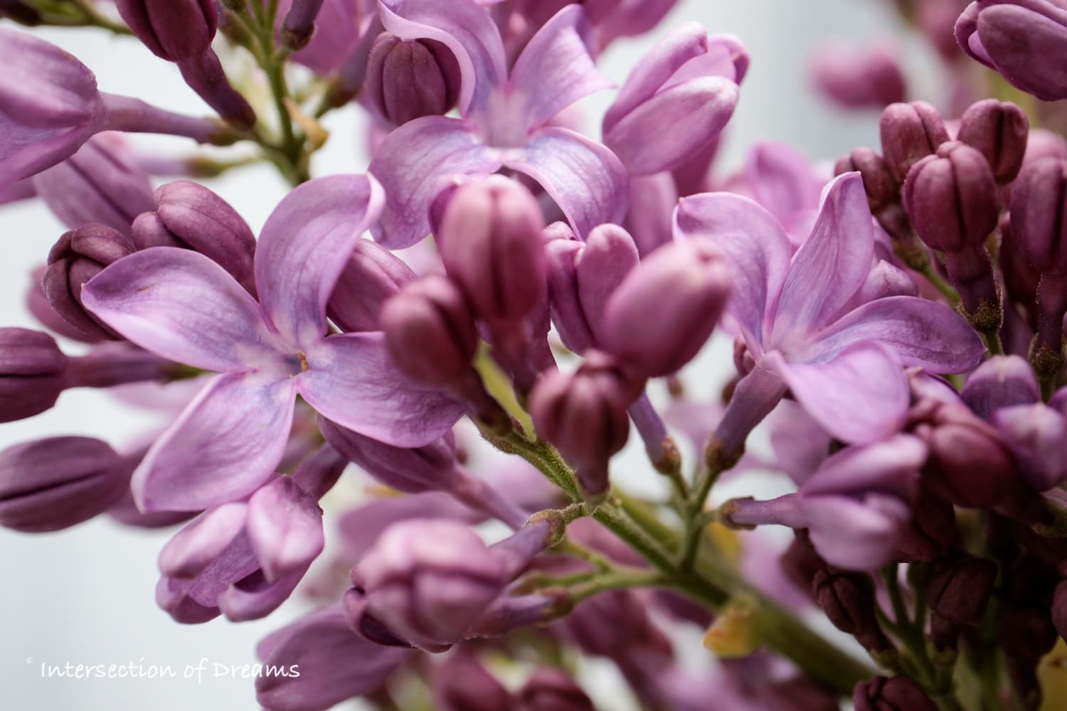 First lilac of the season, Lavender Lady Lilac