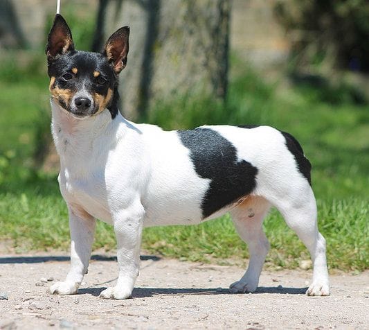 In 1999, the Short-legged Rat Terrier was renamed in honor of TR. The ...