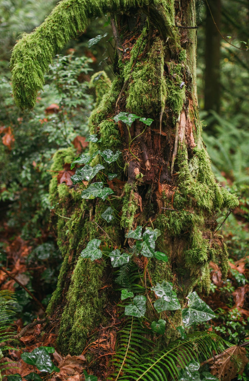 I love the shape of this stump