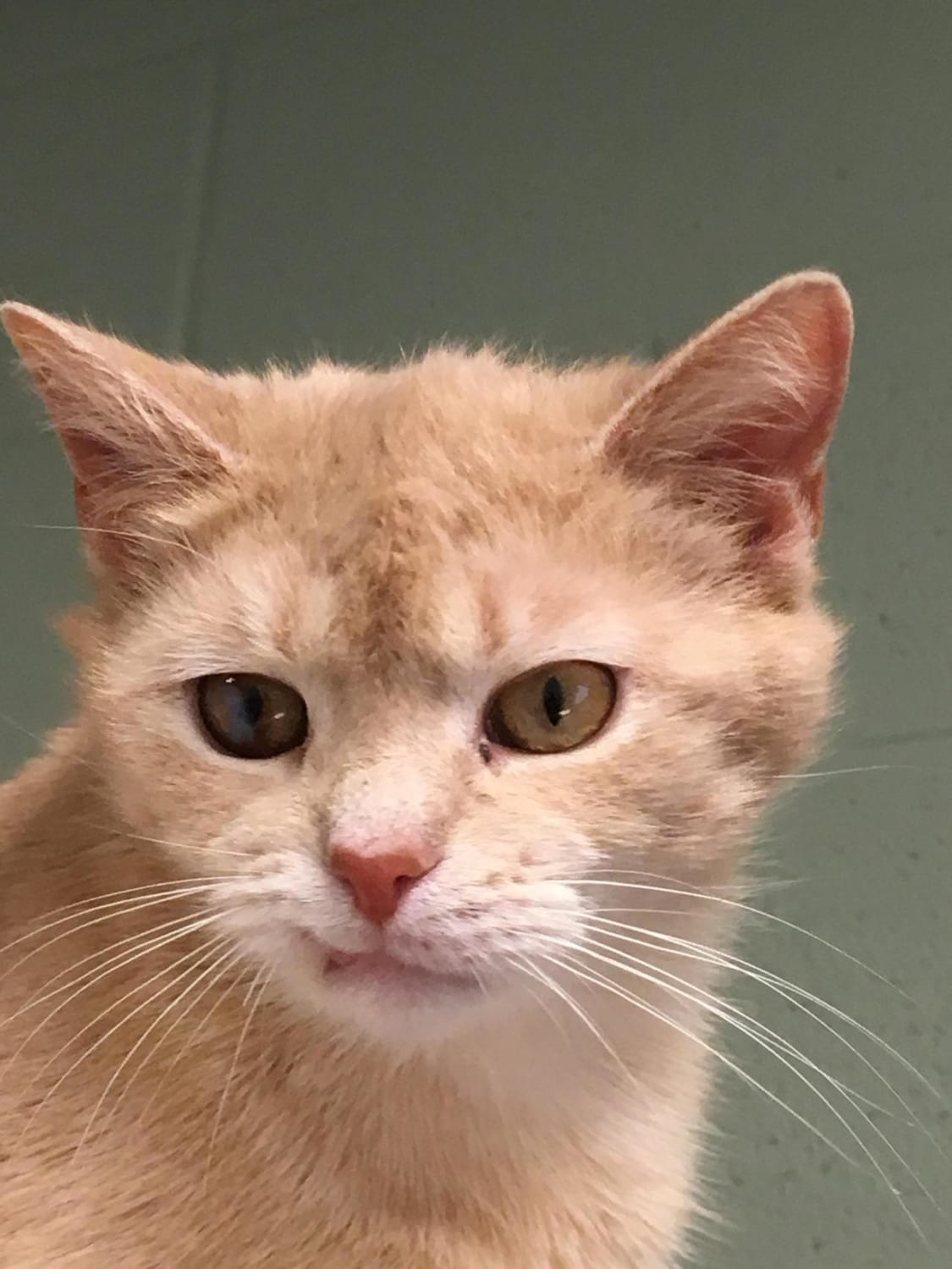 Beanie with the busted grill has an adoption application pending at ...