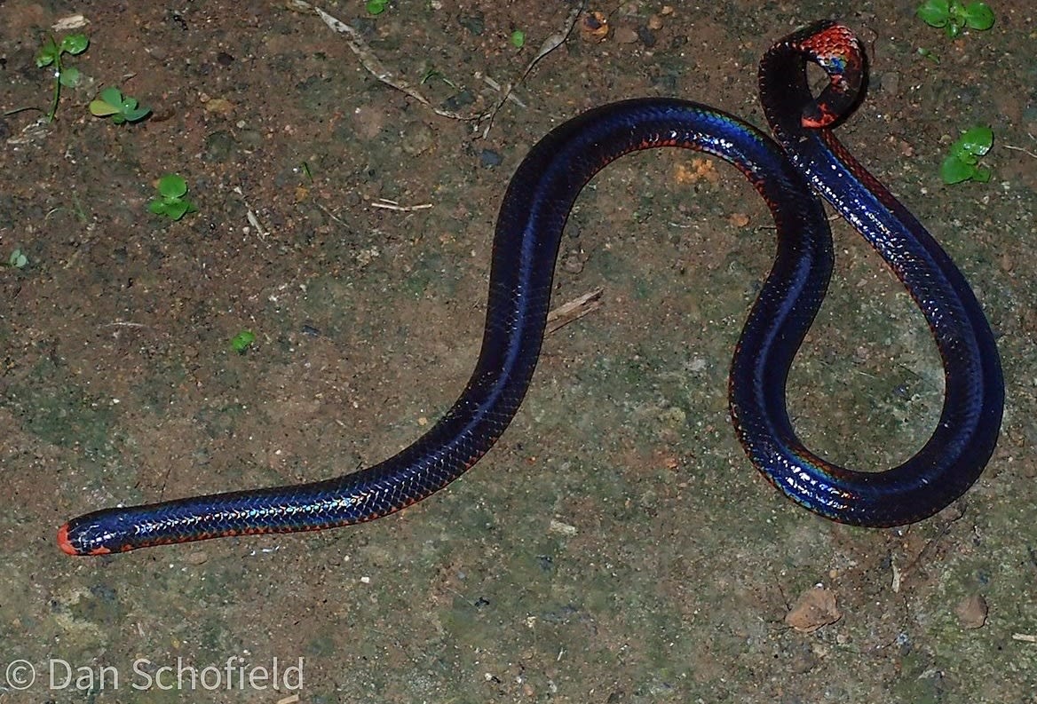 Black Cylinder Snake aka Black Pipe Snake (Cylindrophis melanotus ...