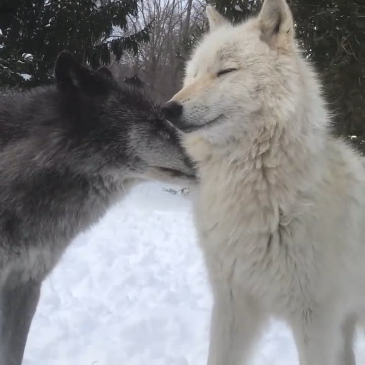 Wolves are joyful. Wolves are loving. Wolves take care of each other ...