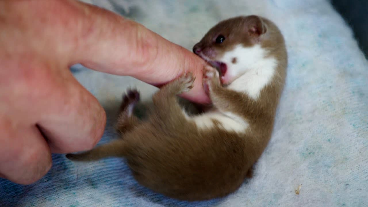 Baby Weasel Playtime | Weasels: Feisty & Fearless | BBC Earth