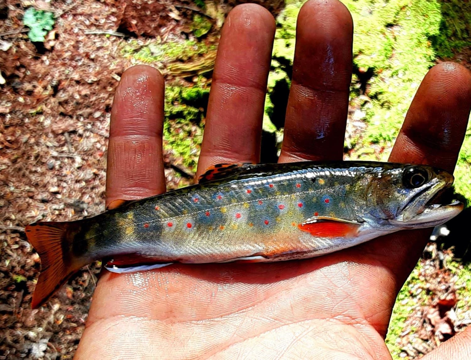 Native Brookie Elk County PA