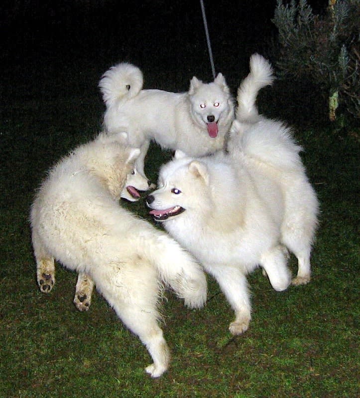 Sugar Vampire on Tumblr