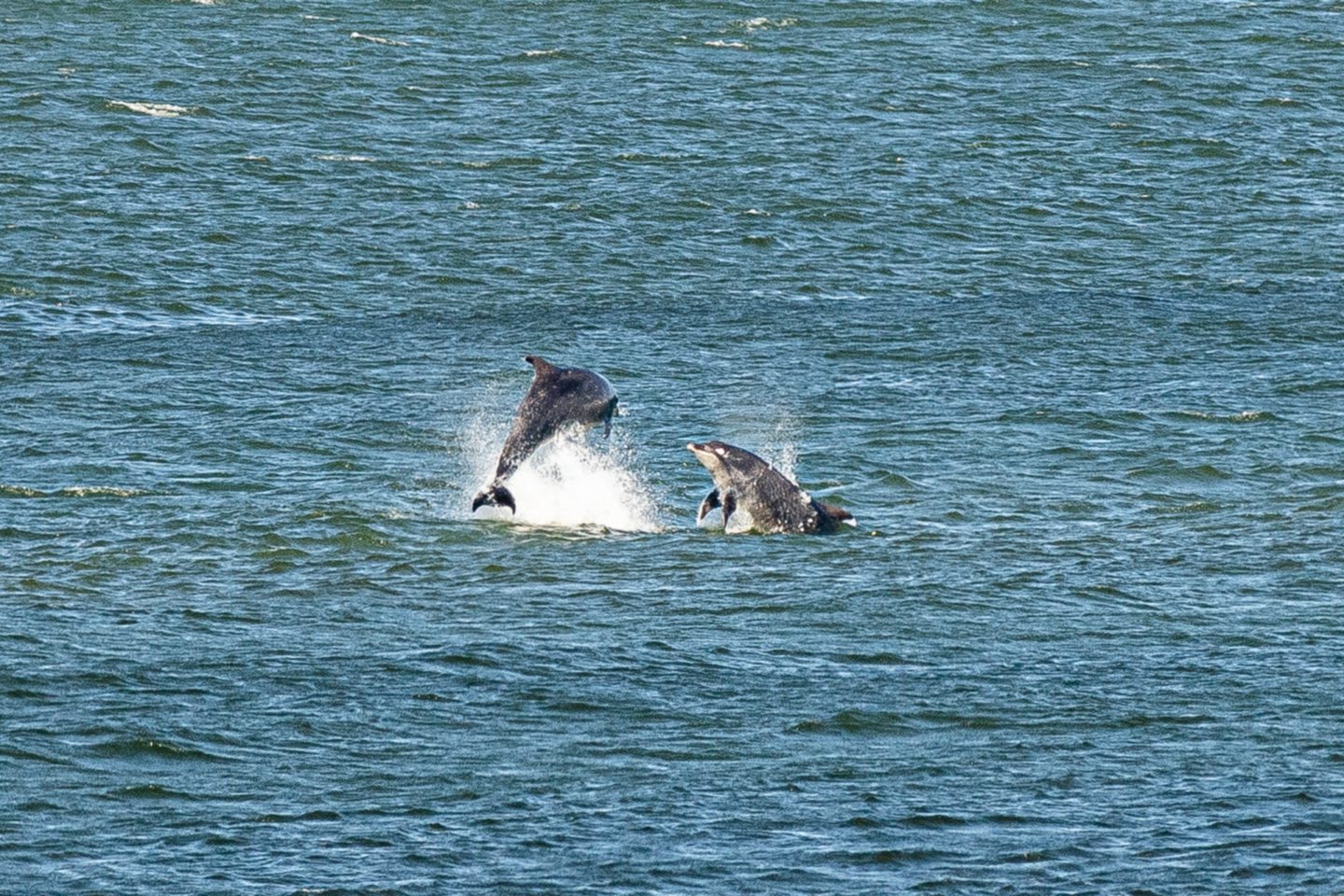 Rescuers keep watchful eye on 50-strong dolphin pod in danger of stranding