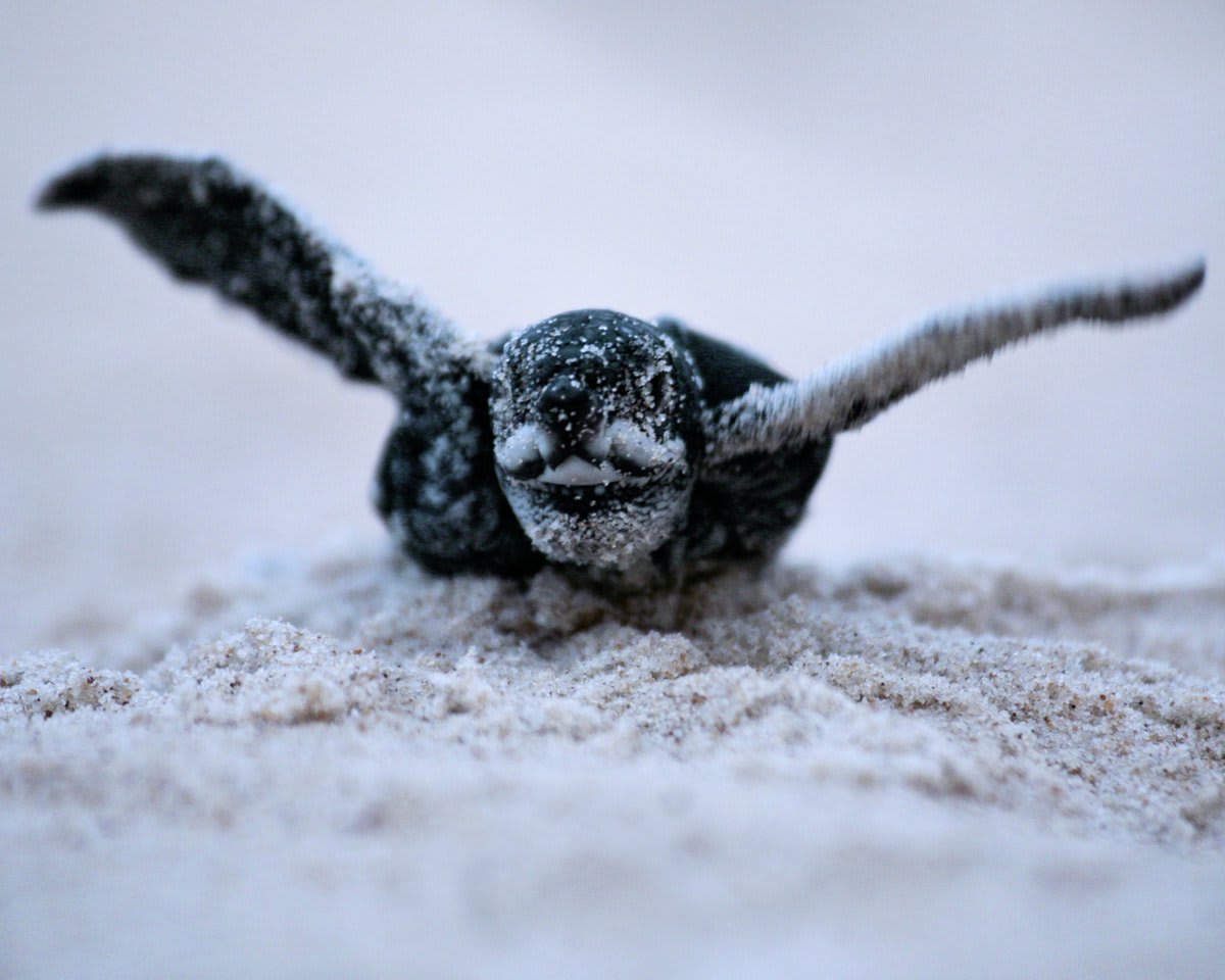 Photo from Wild Congo, airing Monday at 8/7c. // 60 to 70 days after ...