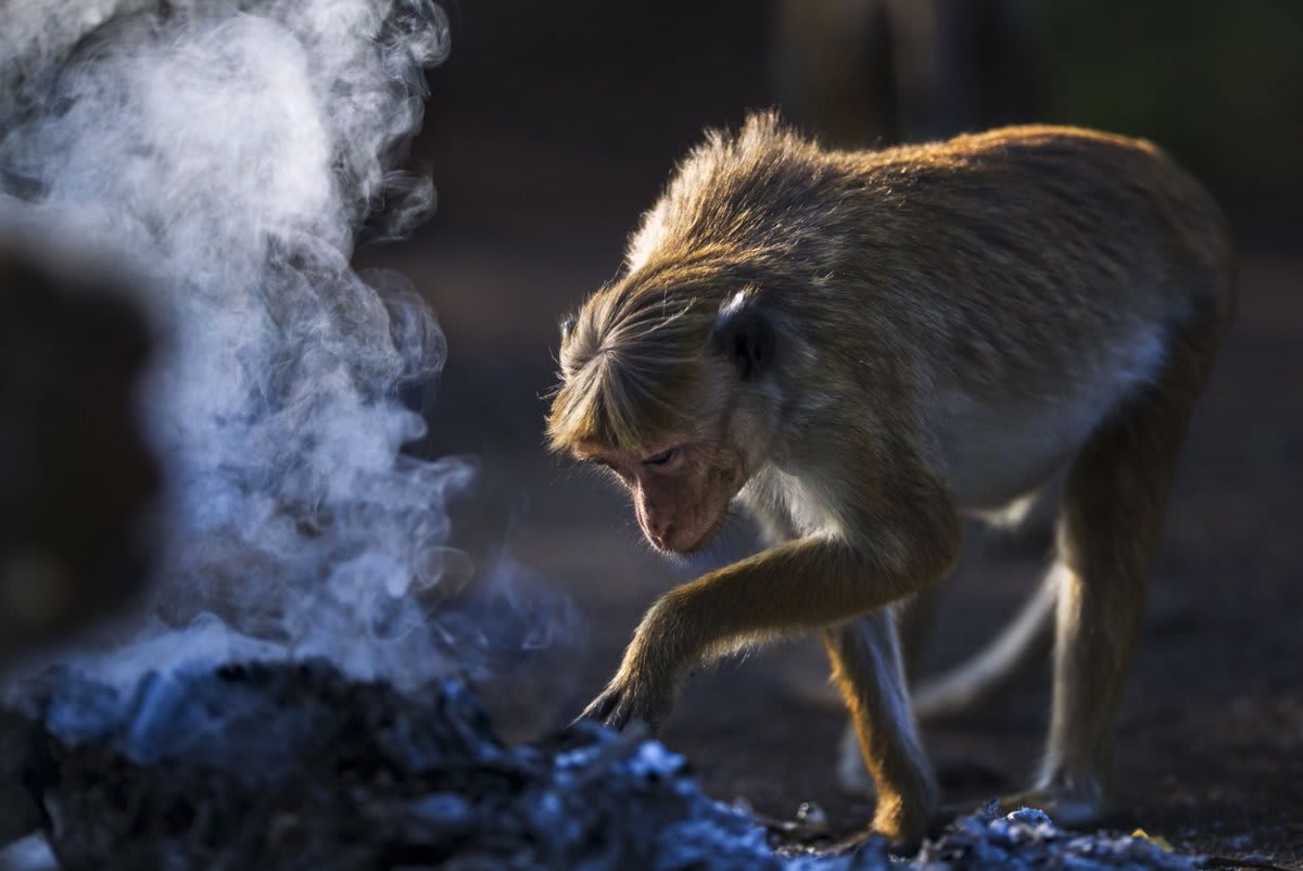Since the 1950s, Sri Lanka's population of toque macaques has dropped ...
