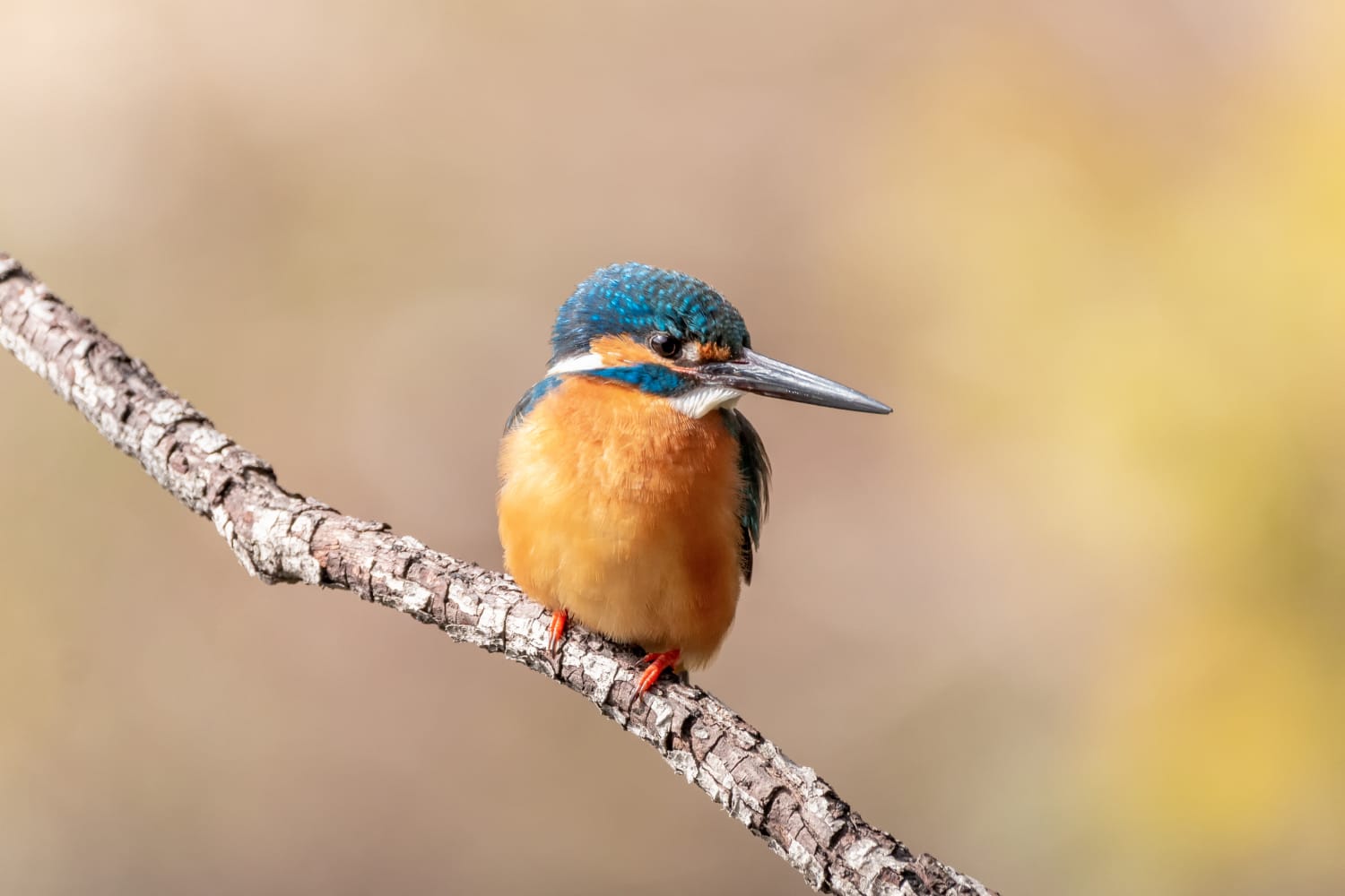 close-up of bird perching on branch