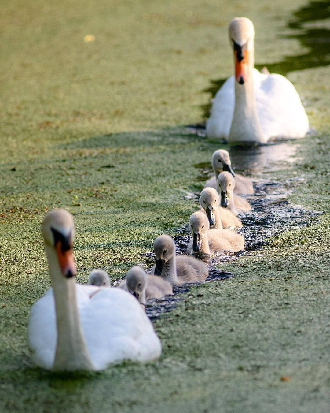 Swan