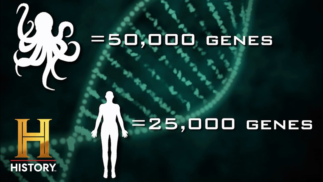 OCTOPUSES POSSES ALIEN DNA - “These Creatures Were Brought Here ...