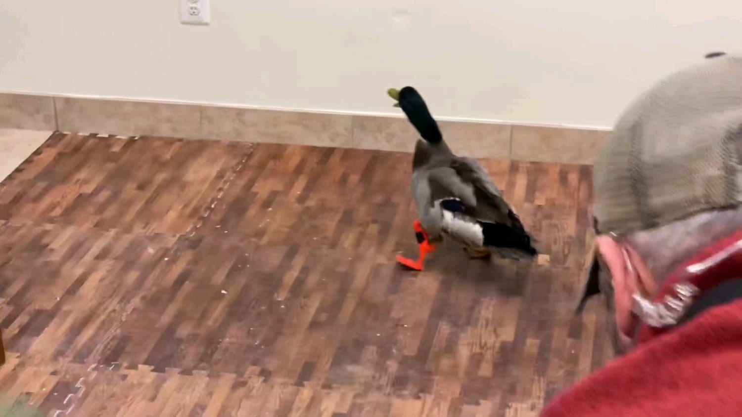 Waddles the Disabled Duck Walks for the First Time on His 3D-Printed ...