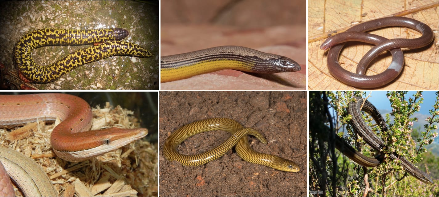 NONE of the legless reptiles in this photo are snakes. In an amazing ...