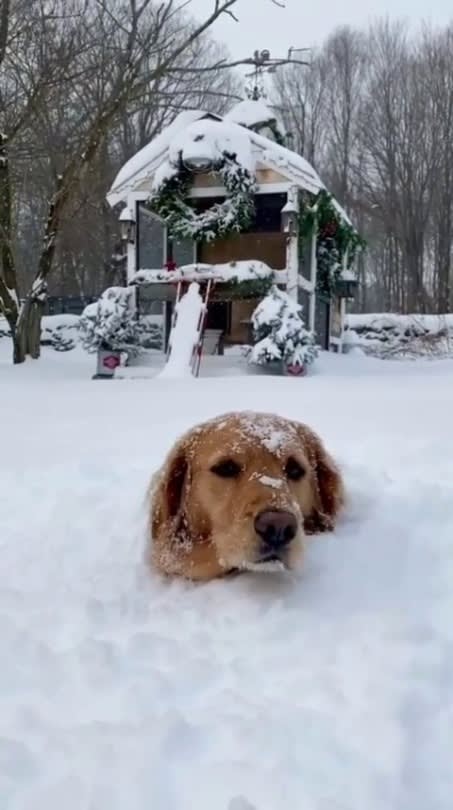 Doggo eating snow in the snow (via)