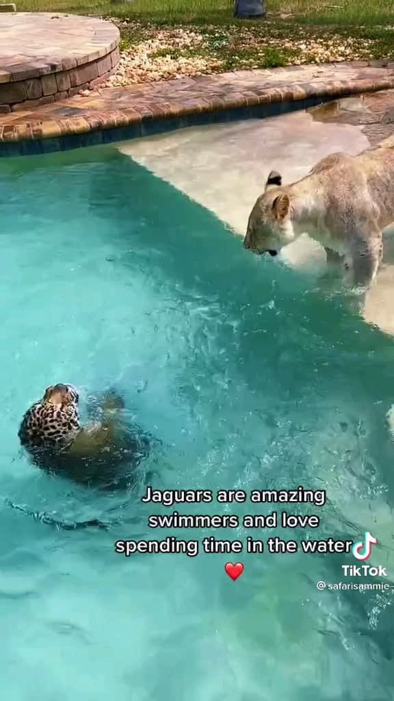Jaguar and lion playfully fighting at the pool. The jaguar's aquatic ...