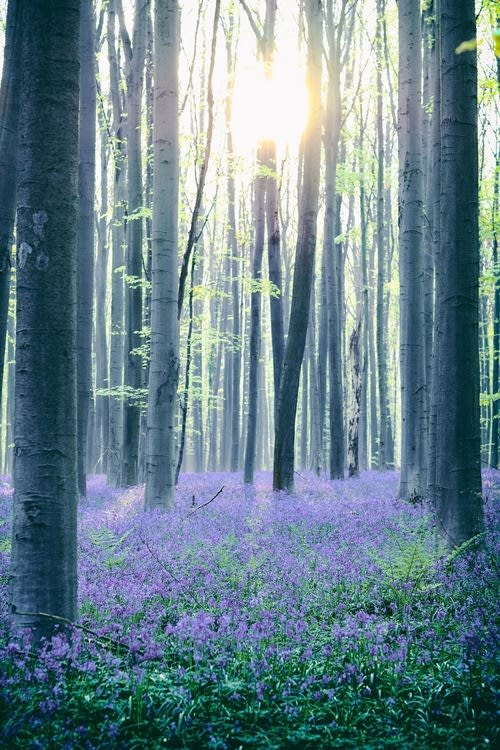 Hallerbos | by Geoffrey Van Beylen.