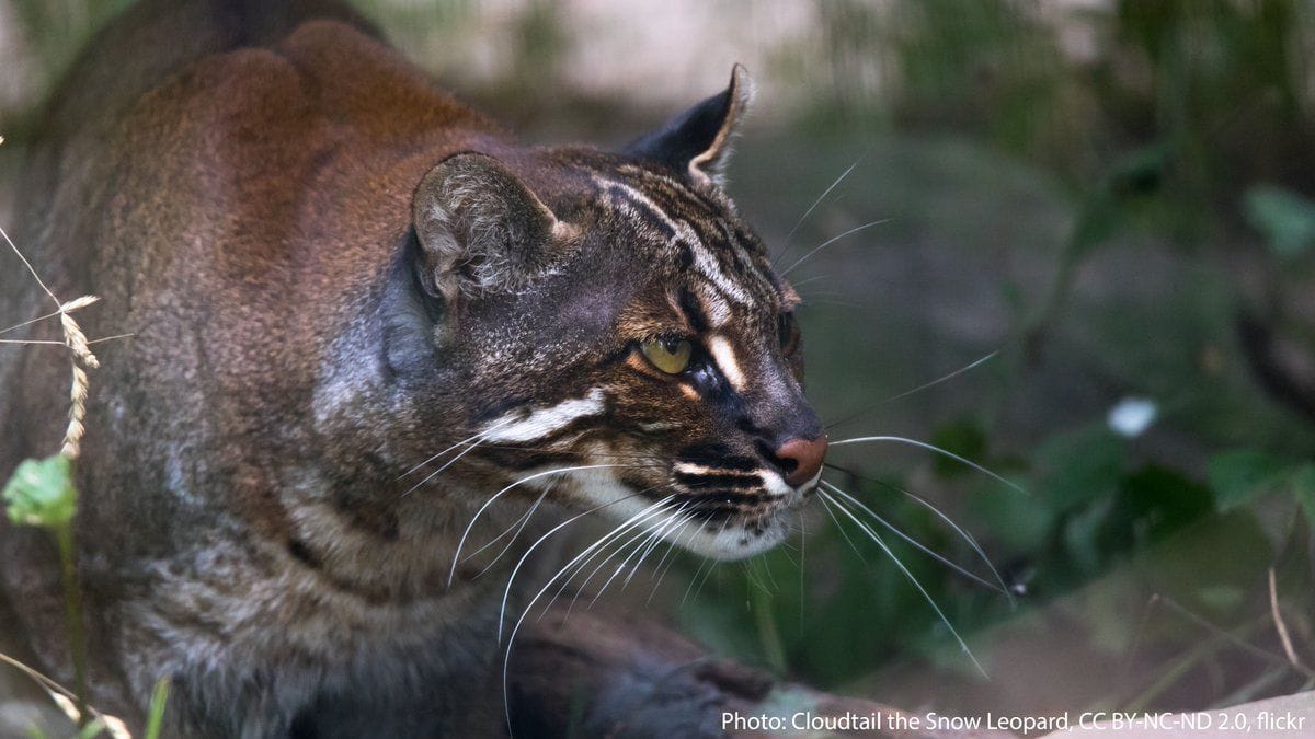It’s time for Caturday! Enter the Asiatic golden cat. It has a wide ...
