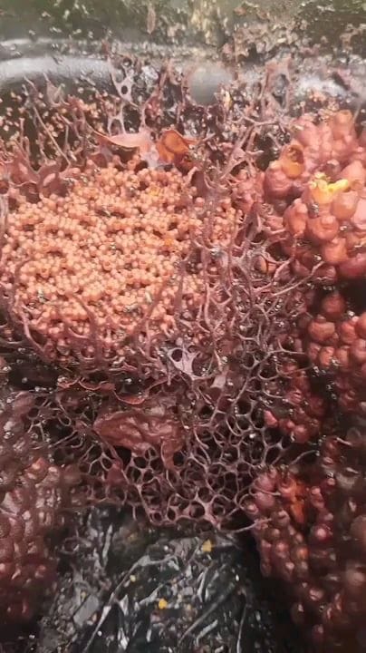 A Hive of the Tetragonula hockingsi - a small, stingless bee native to ...