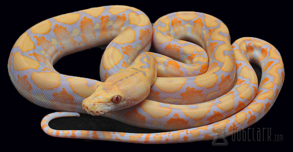 Reticulated Python Python reticulatus Source: Here