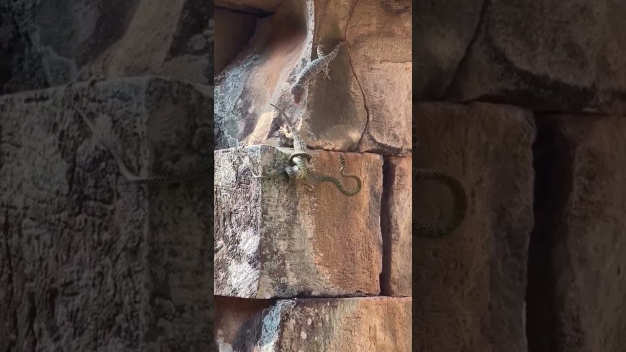A courageous lizard cames to the rescue of his trapped friend